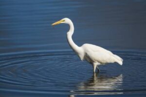 Top Activities - Eco Tours and Kayak Rental in Point Reyes